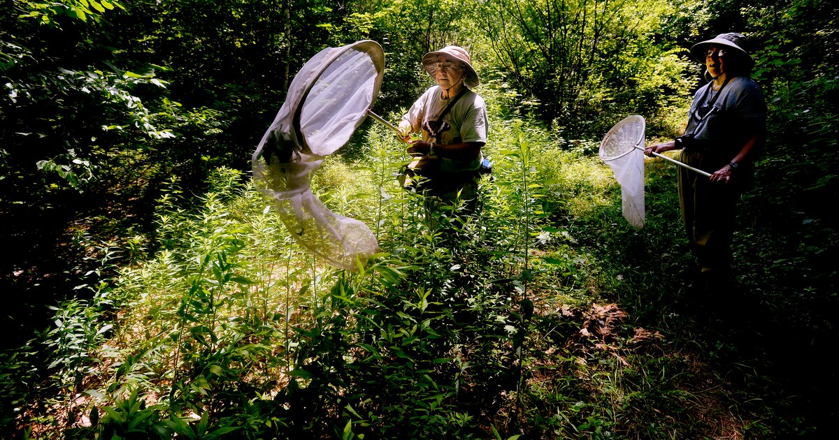 Het insect sterft uit, de mens zal lijden | Humo: The Wild Site