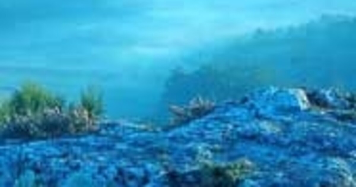 Google Ocean | Humo: The Wild Site