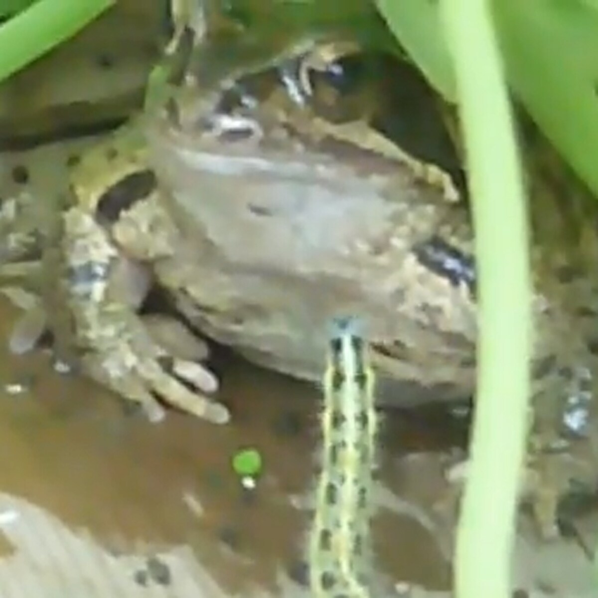 Table Dance | Humo: The Wild Site