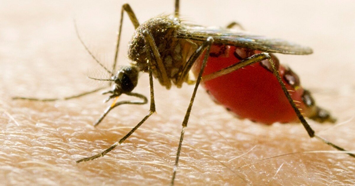 De mug gaat viraal in 'Mosquito': 'Het is allemaal de schuld van de ...