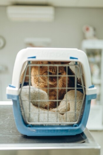 Het hondenleven van de dierenarts: één dag meedraaien in de praktijk en ...