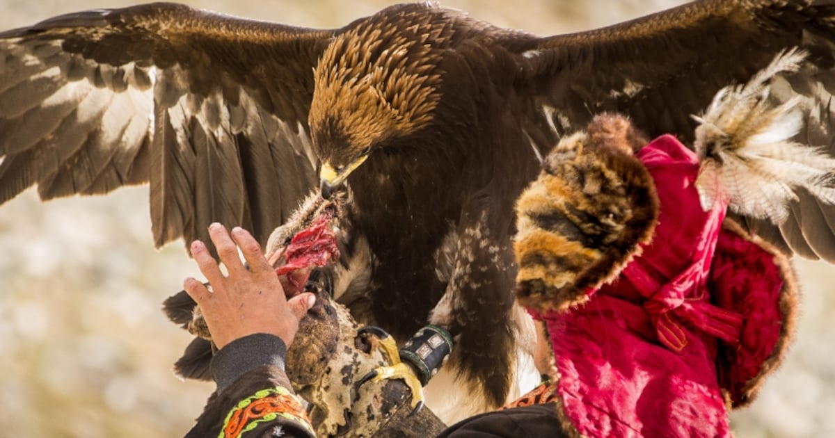 Op jacht met de Kazachse arend: 'at de steenarend versneden en verpakt ...