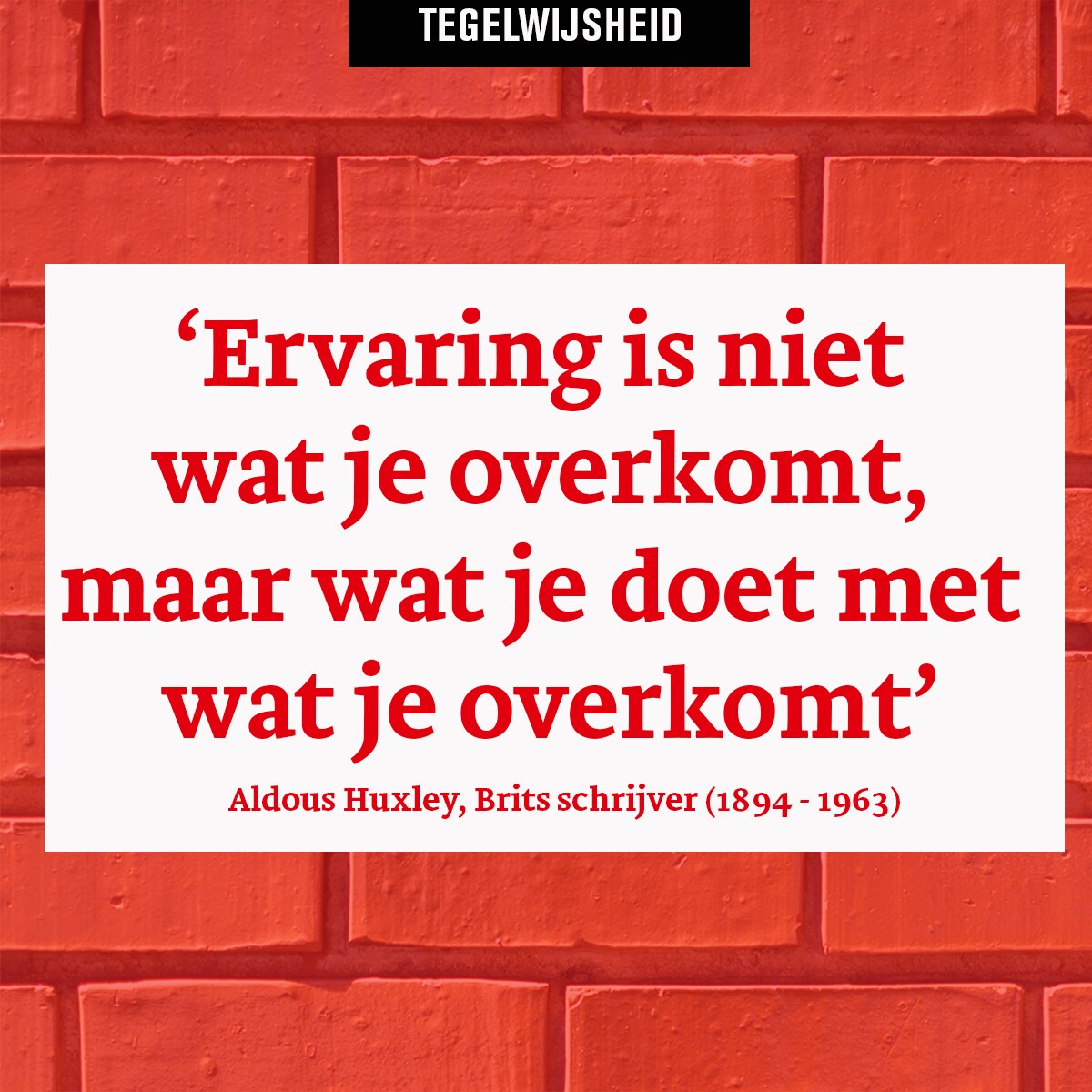 Tegelwijsheid | Humo: The Wild Site