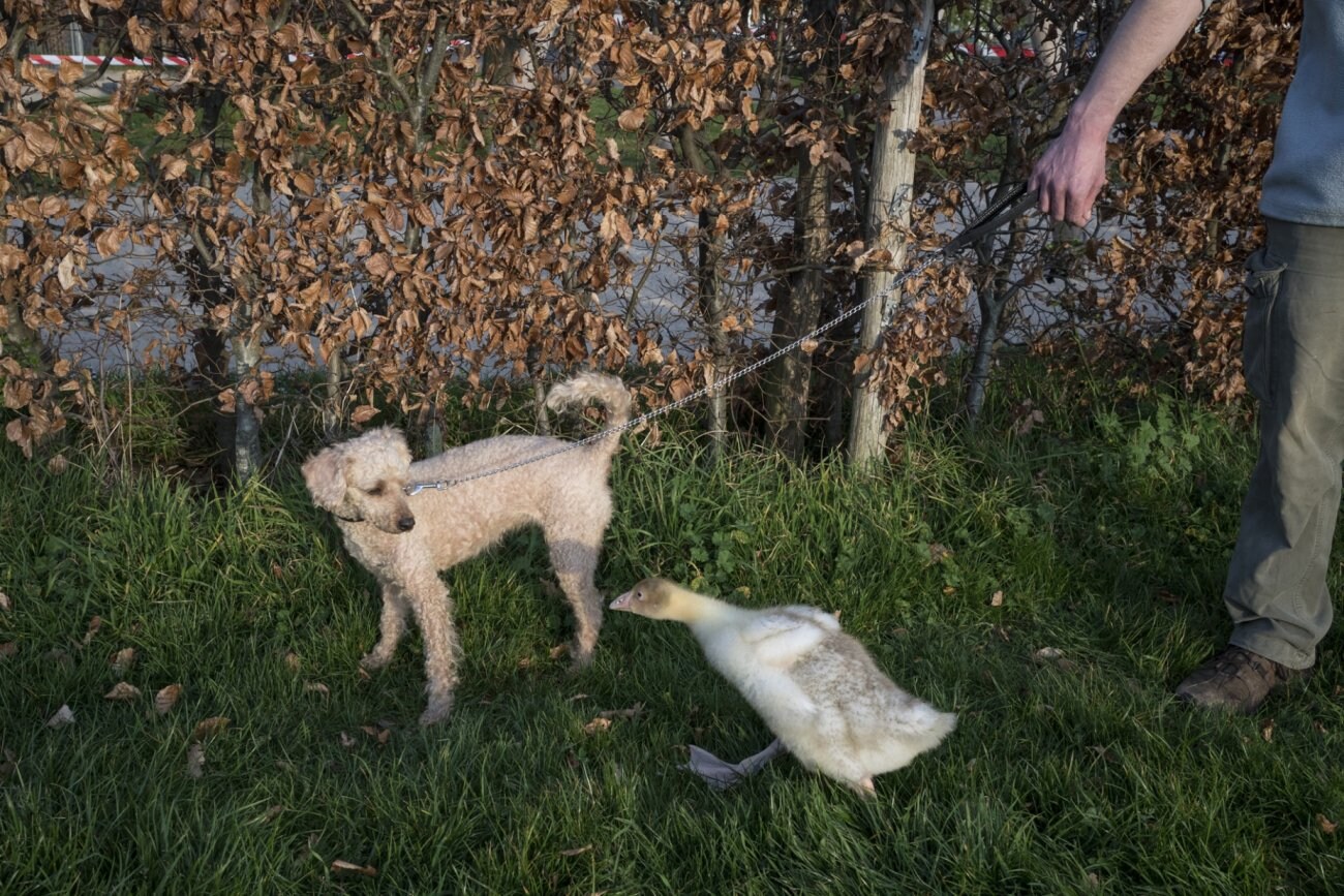 Fotograaf Frederik Buyckx nam een gans als huisdier: ‘Ik was een beetje ...