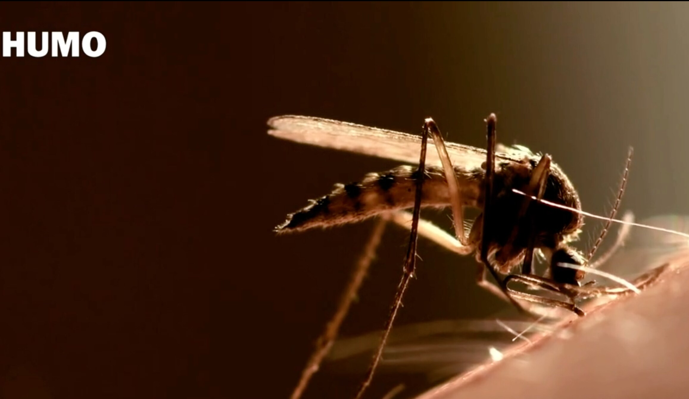 Hebben muggen überhaupt nut? Hoe hou je ze weg? En wat hebben ze te ...