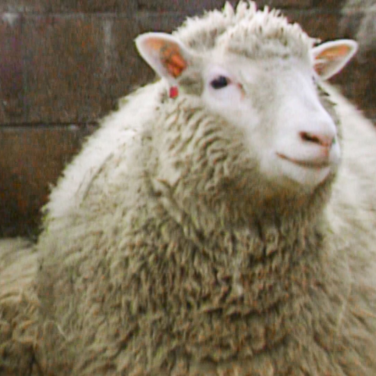 Gekloonde Gaur