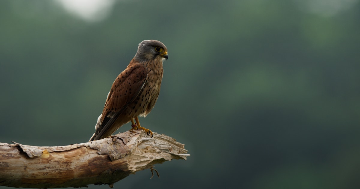 Op avontuur in ‘Onze natuur’: ‘We beseffen te weinig hoe mooi onze ...
