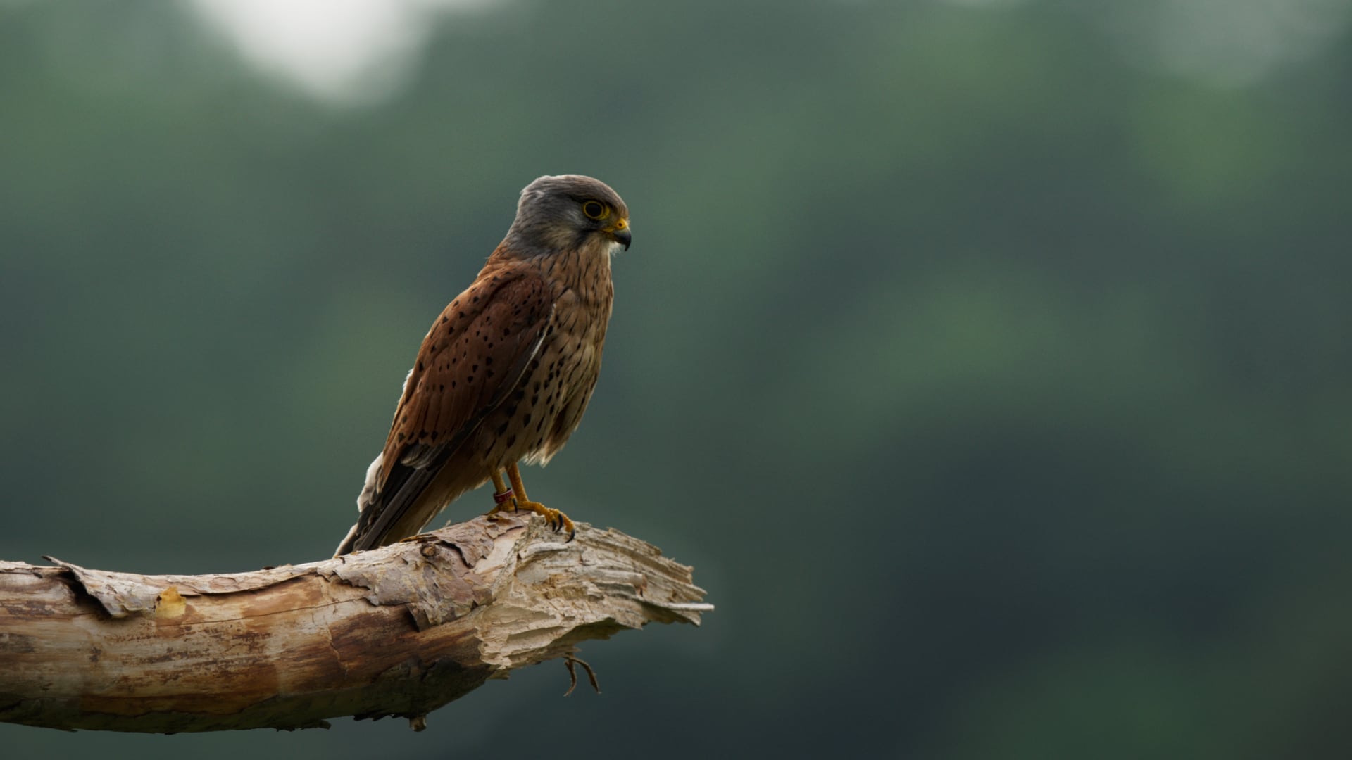 Op avontuur in ‘Onze natuur’: ‘We beseffen te weinig hoe mooi onze ...