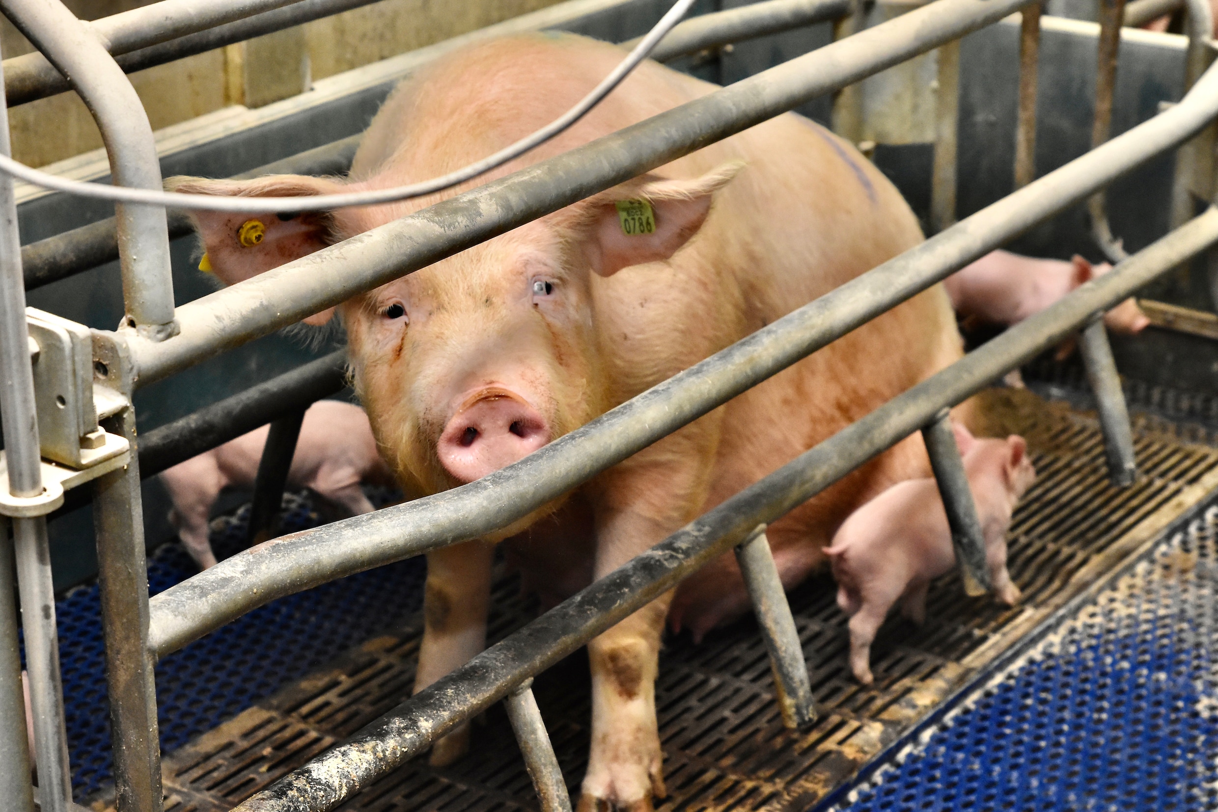 West-Vlaanderen telt 1 miljoen inwoners en 2 miljoen varkens,’ zei ...