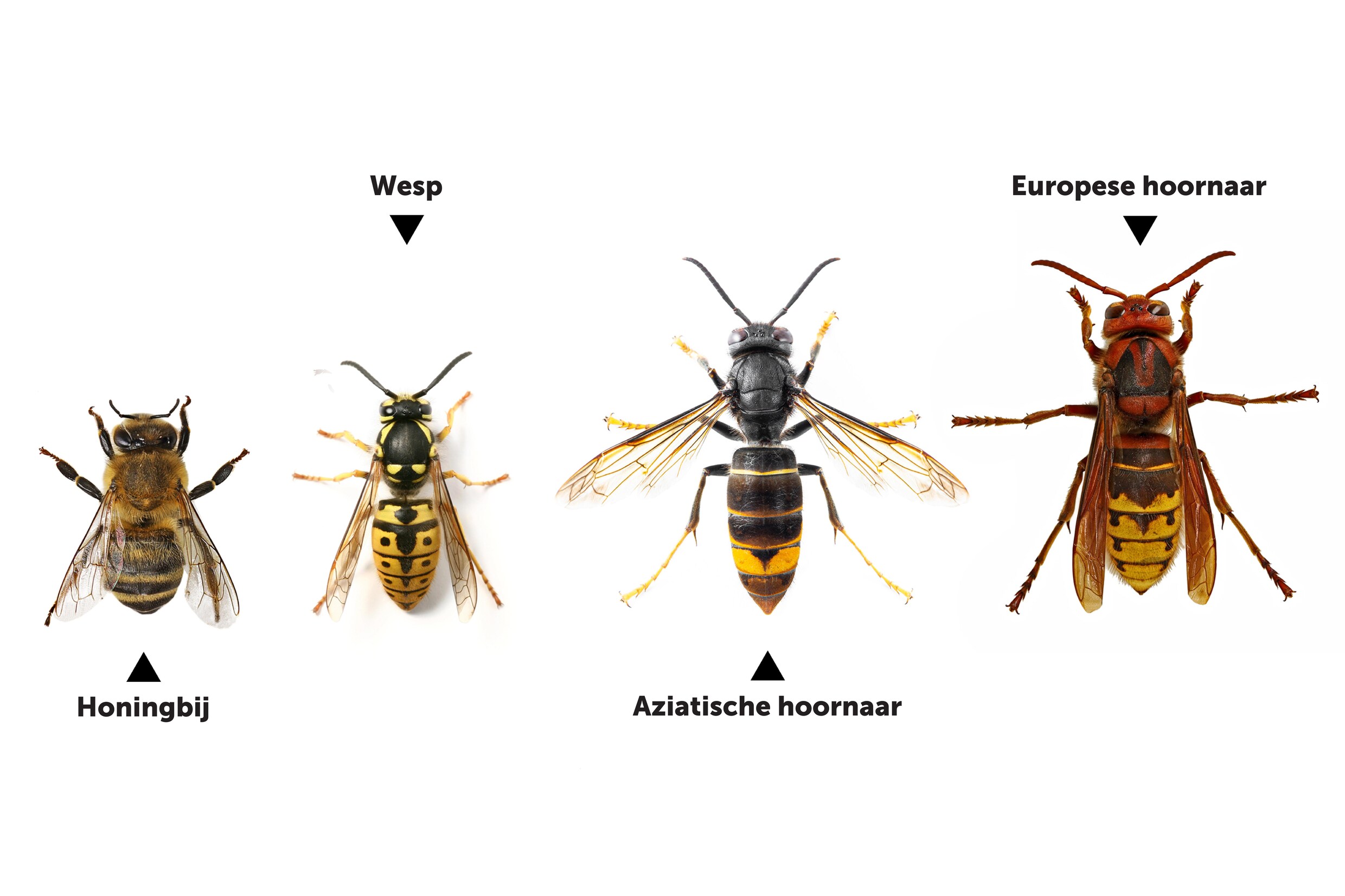 ‘Met een minuscule zender leidt de Aziatische hoornaar ons zo naar hun ...