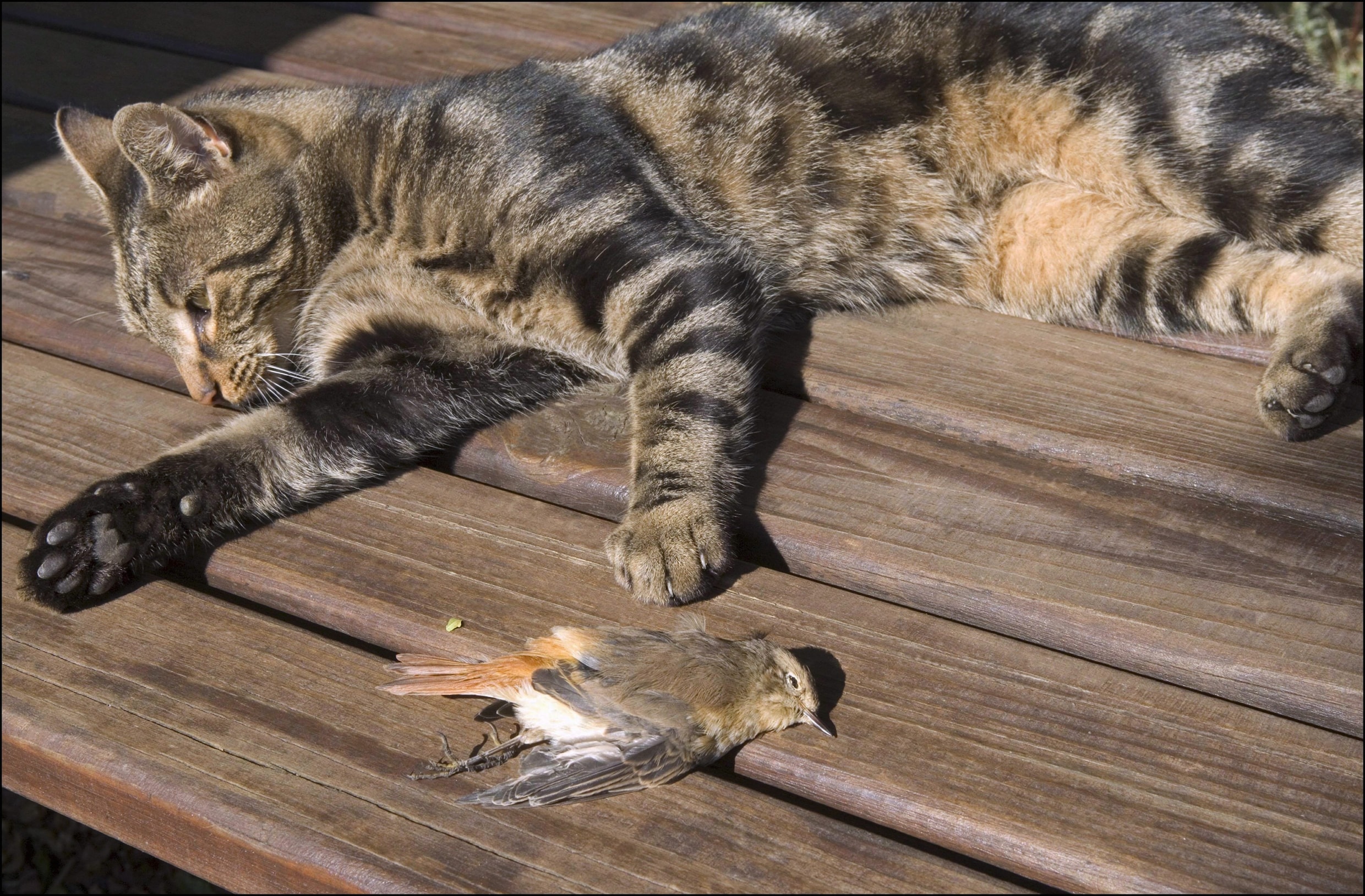 ‘In de natuur sterven de meeste dieren een vreselijke dood’ | Humo: The ...