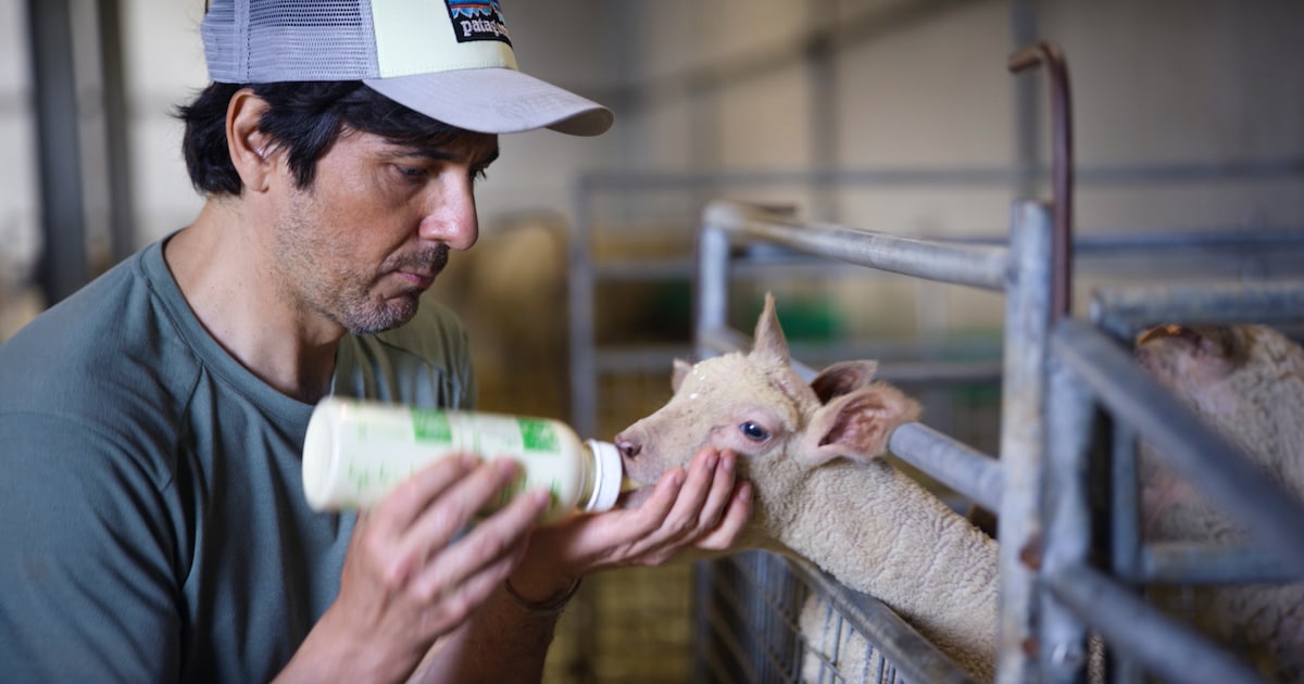 Vanavond op tv: Dieter Coppens in een stal, Riadh Bahri in ‘Het huis ...