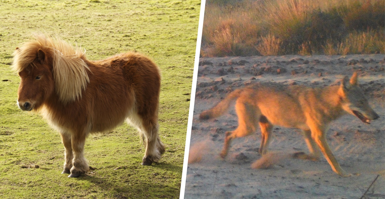 Ecoloog over de wolf: ‘We moeten de wolvenhekken rond weiden met pony’s ...